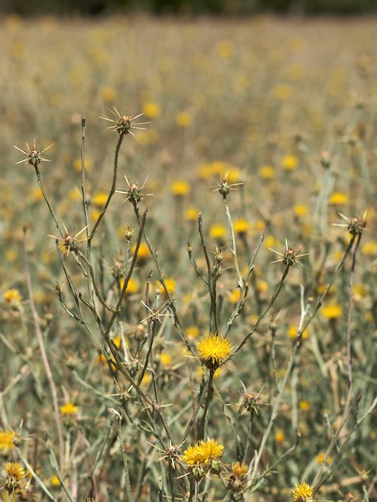 Yellow Star Thistle and the Reticular Activating System – Ingrid Taylar ...