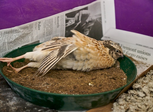 Things to Know (and Love) About a Japanese Quail – Ingrid Taylar Foto