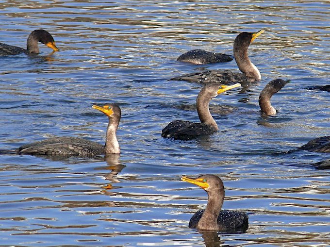 Cormorants at Work – Ingrid Taylar Foto