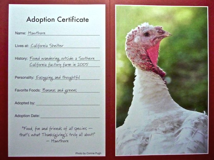 Our Thanksgiving Tradition: Turkey Adoption – Ingrid Taylar Foto
