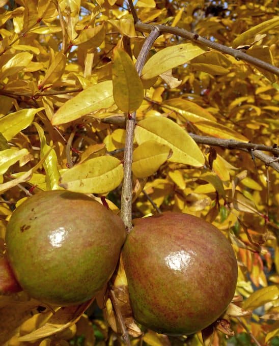 A [Still] Golden Autumn – Ingrid Taylar Foto