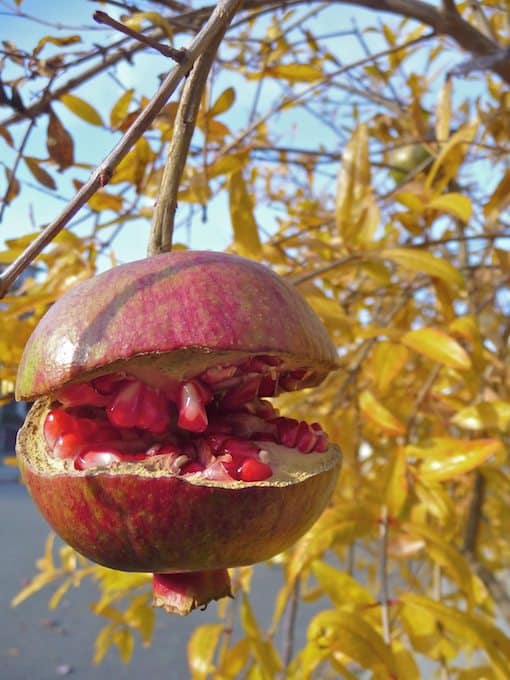 A [Still] Golden Autumn – Ingrid Taylar Foto