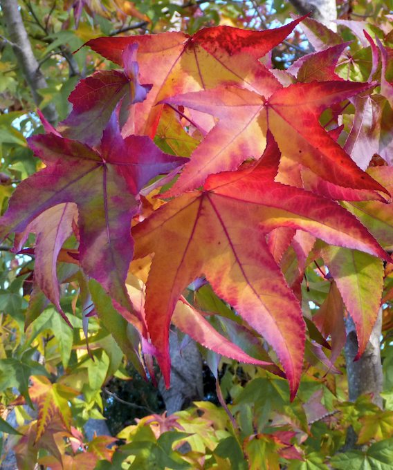 A [Still] Golden Autumn – Ingrid Taylar Foto