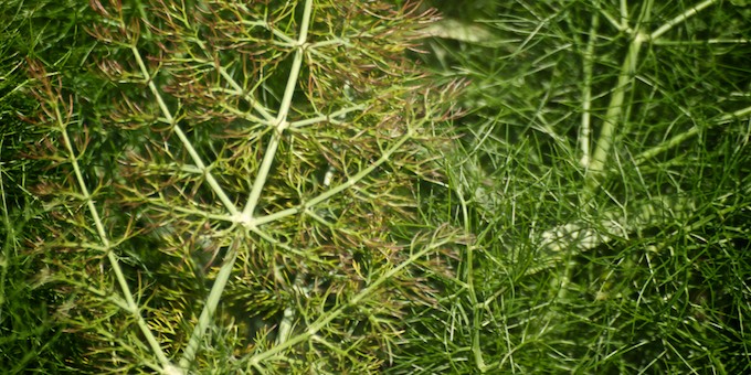 Phases of Fennel – Ingrid Taylar Foto