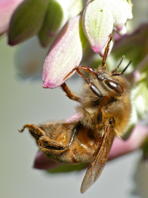 Honey Bee – Ingrid Taylar Foto