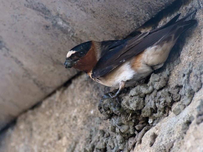 The Swallows [400 Miles North] of Capistrano – Ingrid Taylar Foto