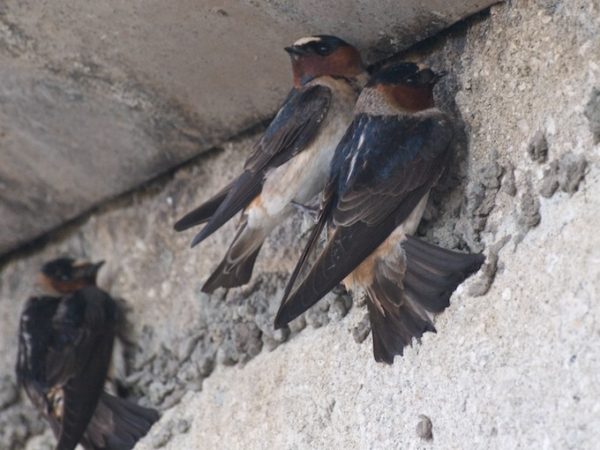 The Swallows [400 Miles North] of Capistrano – Ingrid Taylar Foto