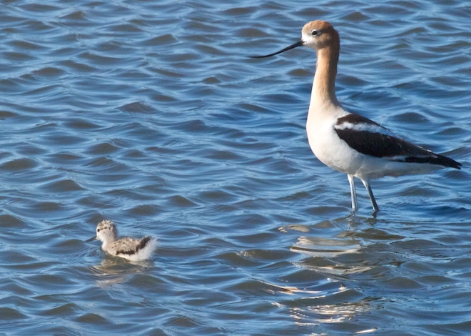 Parenting, Avocet Style – Ingrid Taylar Foto