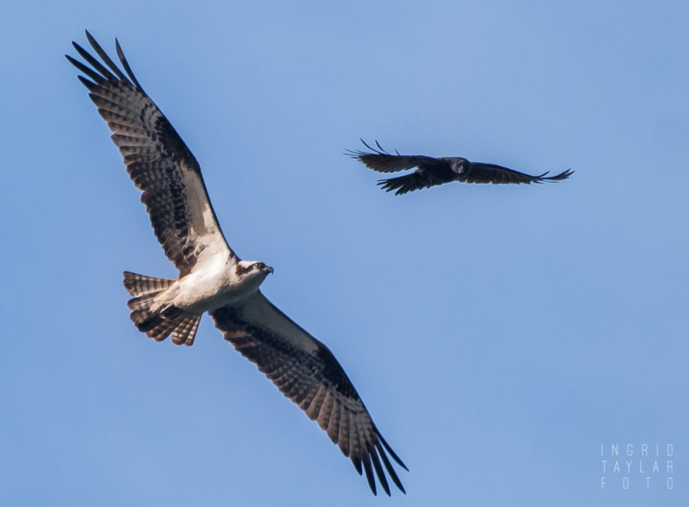 Osprey: From Platform to Pairing to Fledging – Ingrid Valda Taylar