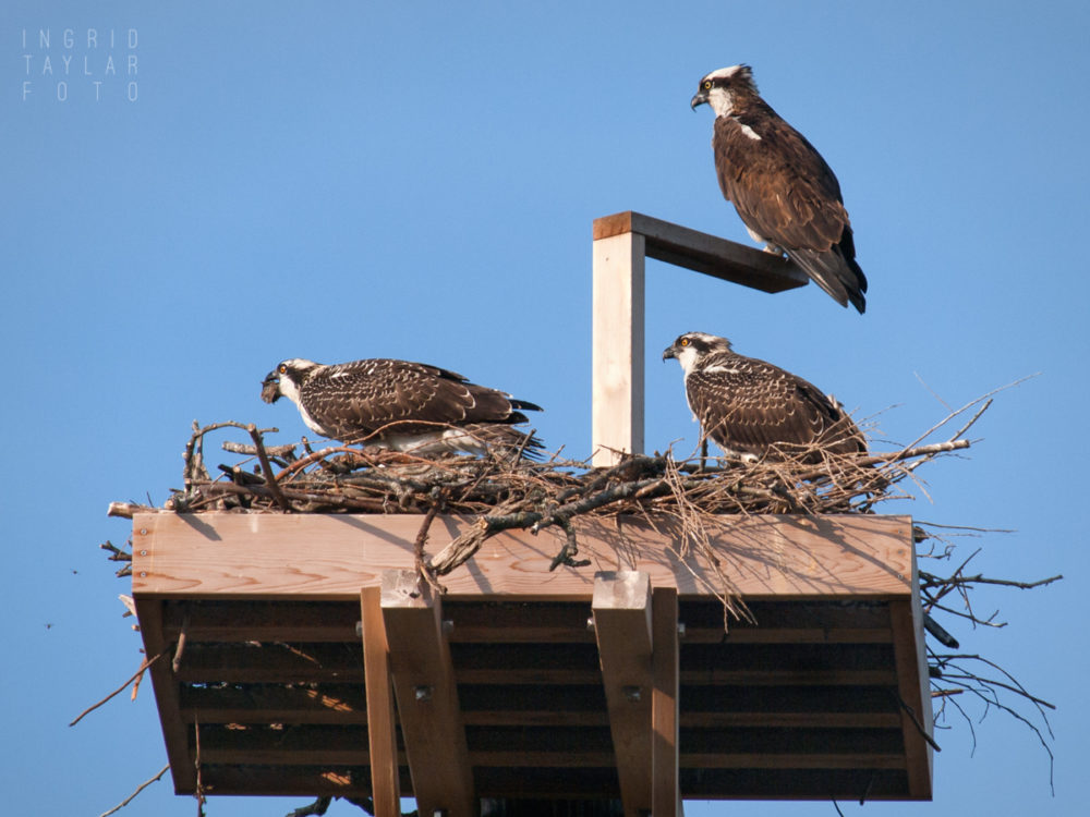 Osprey: From Platform to Pairing to Fledging – Ingrid Taylar Foto
