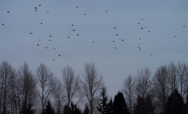 10,000 Crows and Counting – Ingrid Taylar Foto