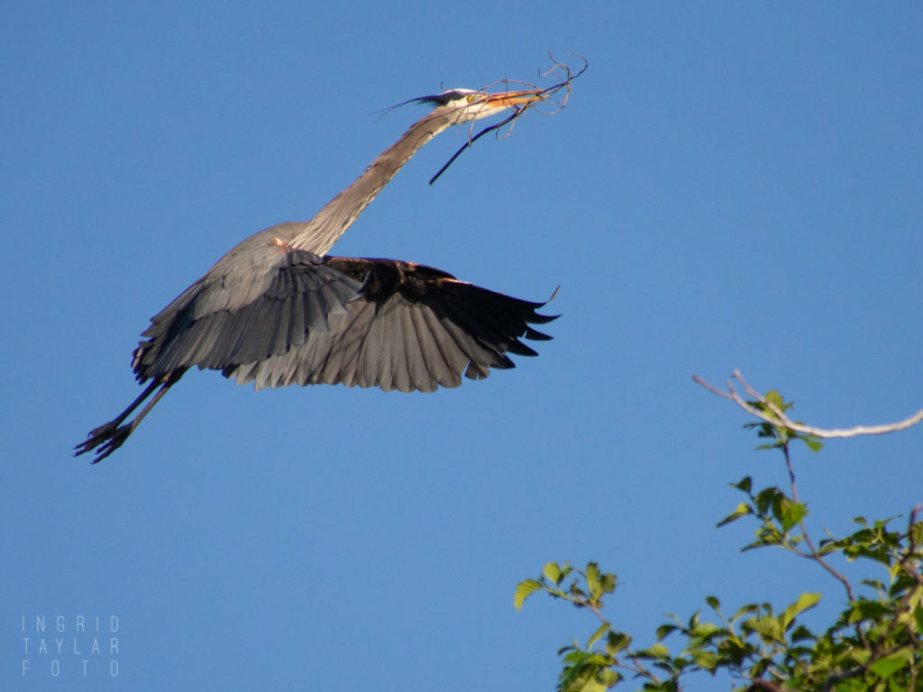 Herons + Friends With Totipalmate Feet – Ingrid Taylar Foto