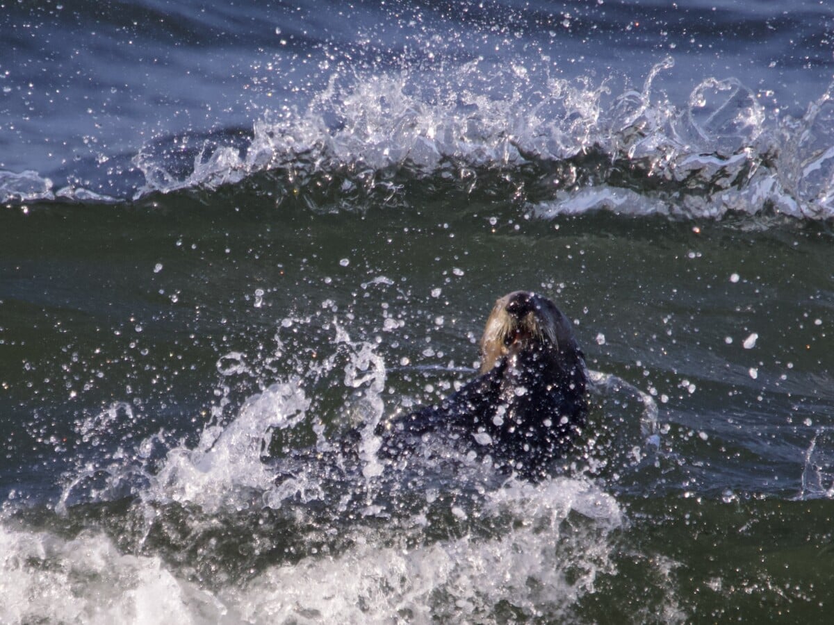Sea Otters in the Surf – Part 2 – Ingrid Taylar Foto