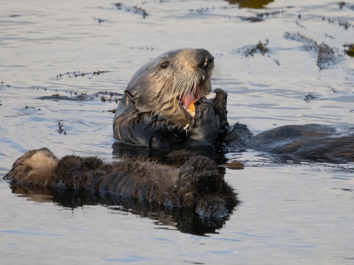 Southern Sea Otter Food Choices – Ingrid Taylar Foto