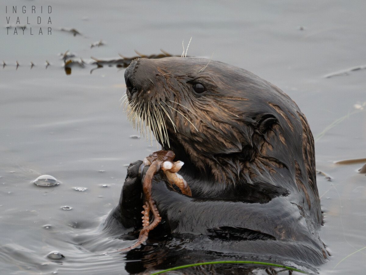 Southern Sea Otter Food Choices – Ingrid Taylar Foto