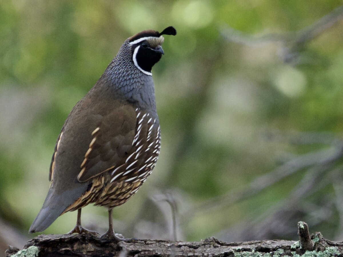 Turkeys + Quail – Ingrid Taylar Foto