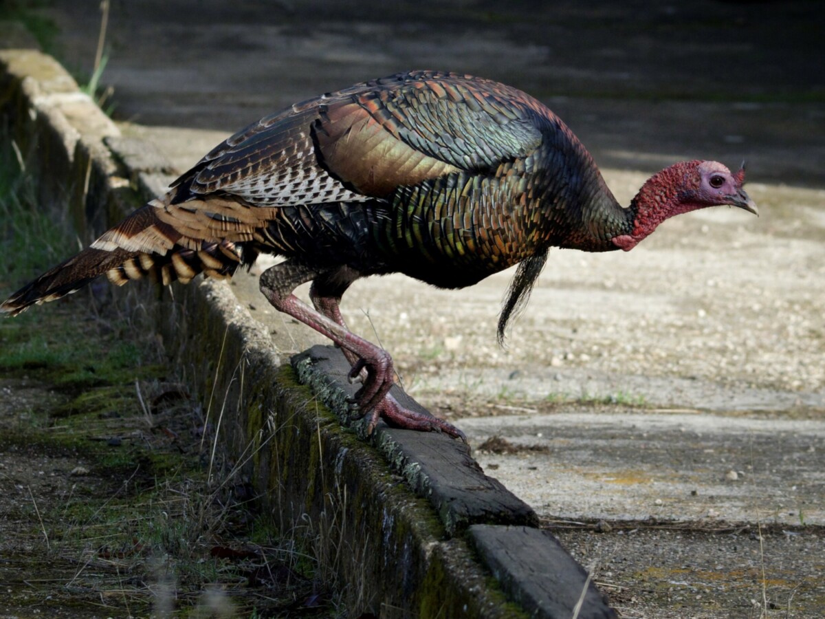 Turkeys + Quail – Ingrid Taylar Foto