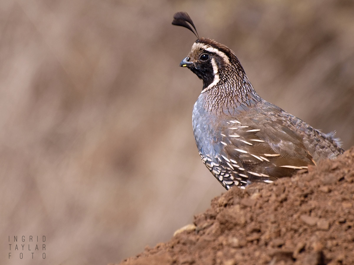 Wild Turkeys and Quail - Ingrid Taylar Foto