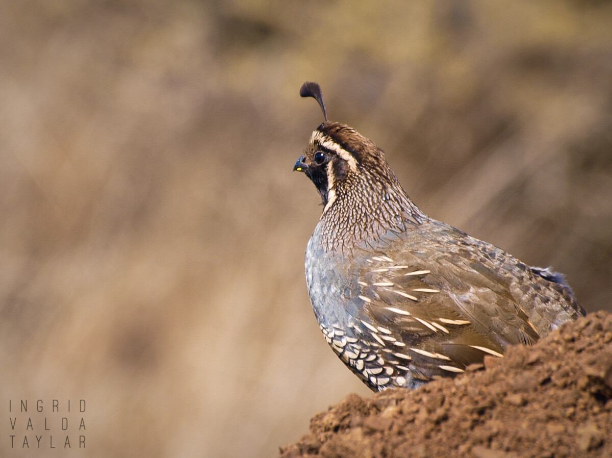 Turkeys + Quail – Ingrid Taylar Foto