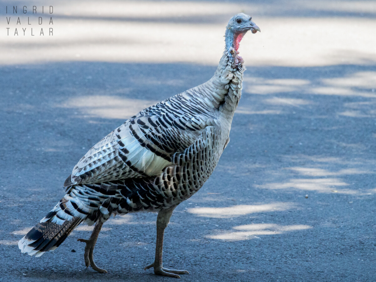 Turkeys + Quail – Ingrid Taylar Foto