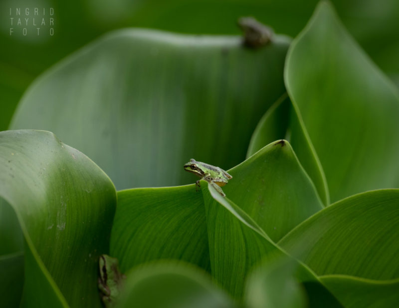 Pacific Chorus Frogs – Ingrid Taylar Foto