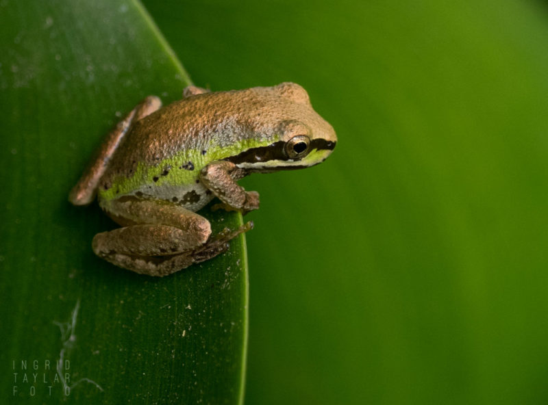 Pacific Chorus Frogs – Ingrid Taylar Foto