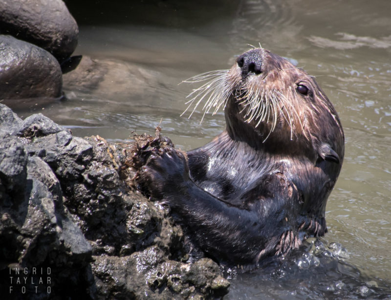 Otters – Sea Otters – Ingrid Taylar Foto