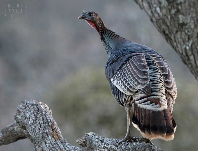 Turkeys + Quail – Ingrid Taylar Foto