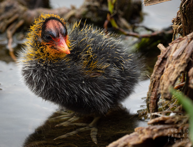 American Coot Parents Feeding Chicks – Ingrid Taylar Foto