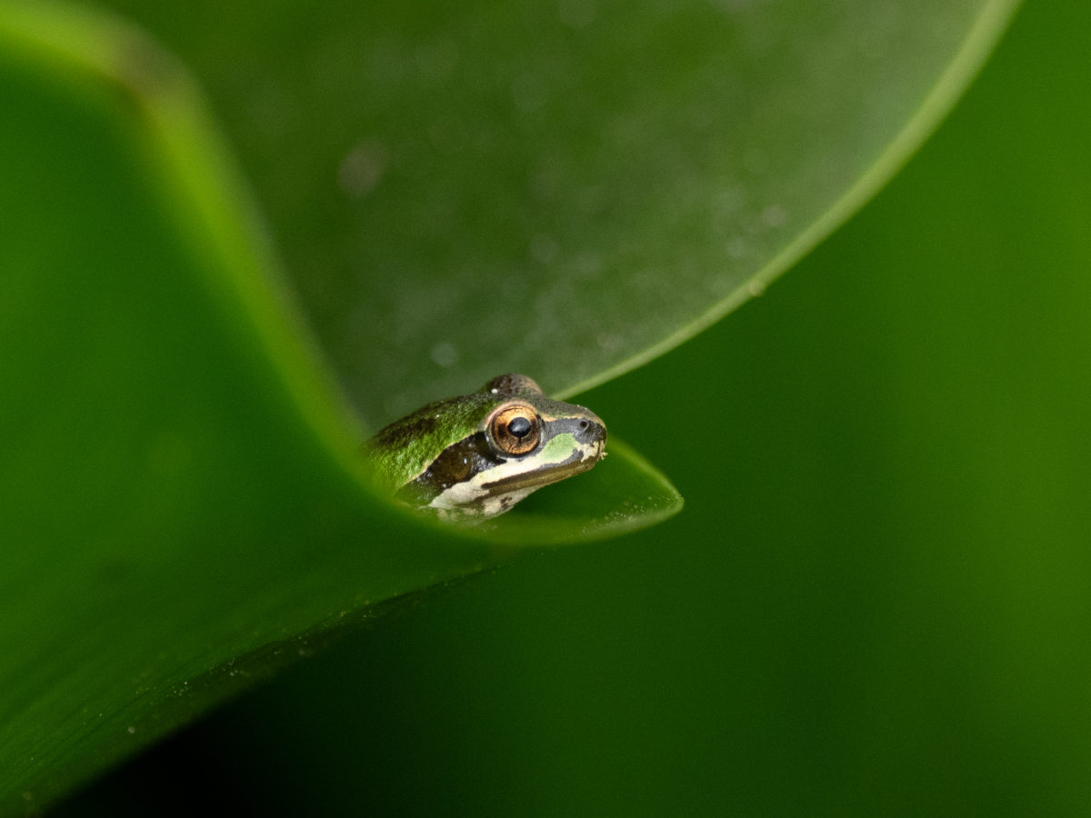 Pacific Chorus Frogs – Ingrid Taylar Foto