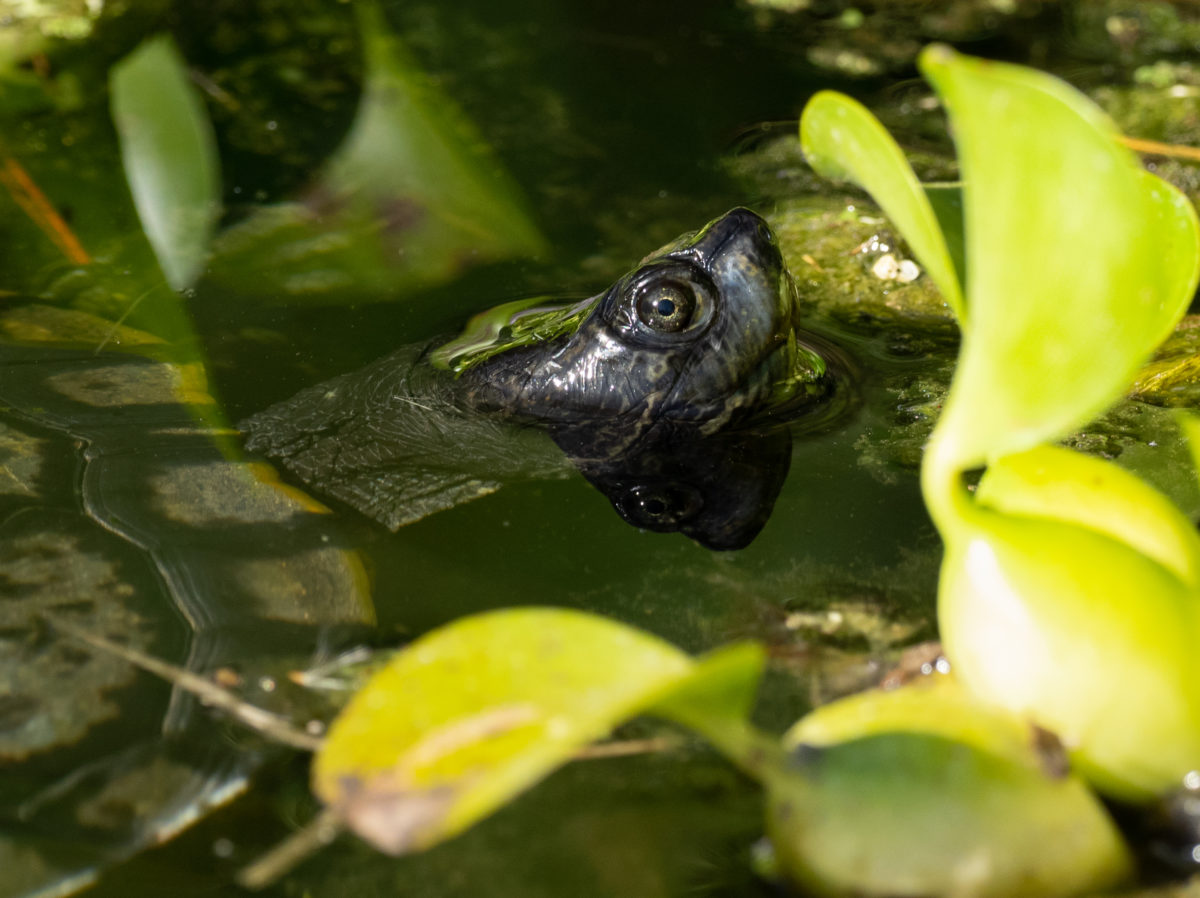Turtles – Ingrid Taylar Foto