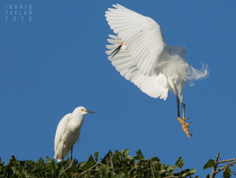 Scenes From an Urban Rookery – Ingrid Taylar Foto