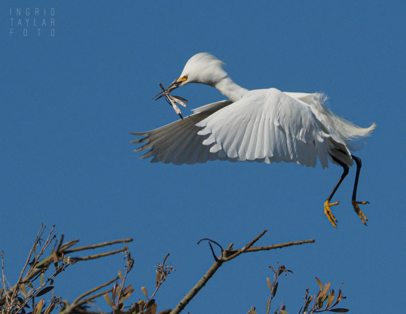Scenes From an Urban Rookery – Ingrid Taylar Foto