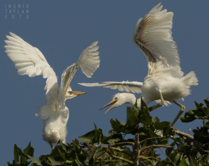 Scenes From an Urban Rookery – Ingrid Taylar Foto