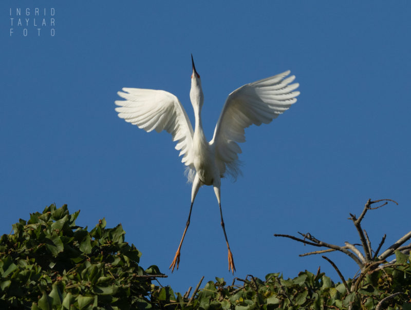 Scenes From an Urban Rookery – Ingrid Taylar Foto