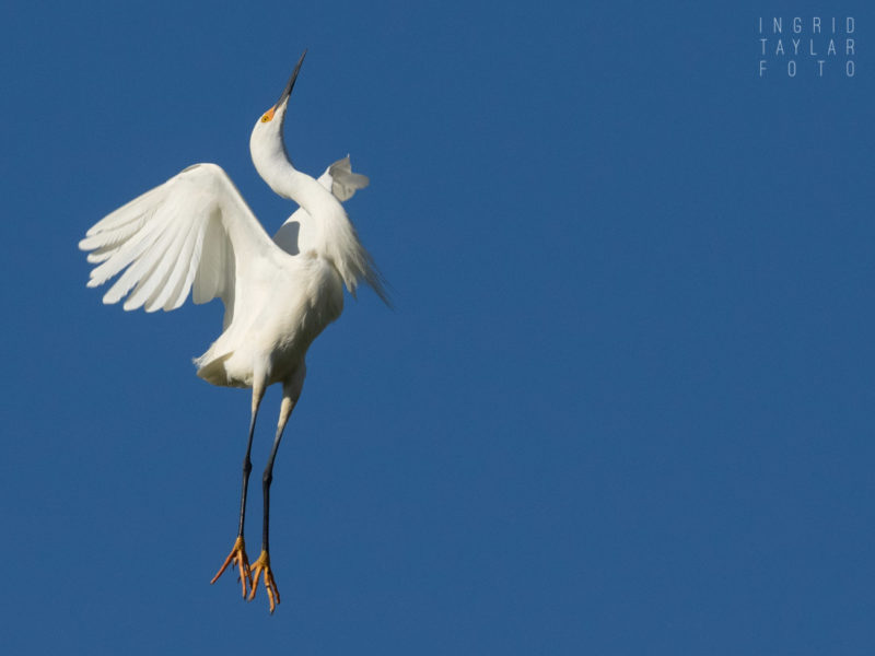 Scenes From an Urban Rookery – Ingrid Taylar Foto