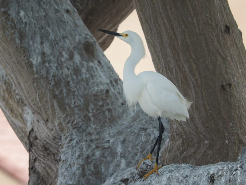 Scenes From an Urban Rookery – Ingrid Taylar Foto