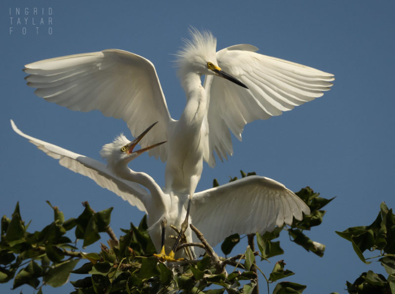 Scenes From an Urban Rookery – Ingrid Taylar Foto