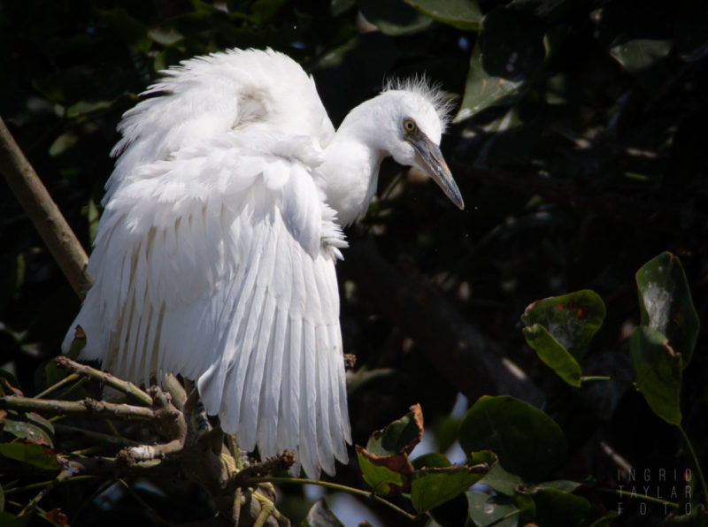 Scenes From an Urban Rookery – Ingrid Taylar Foto