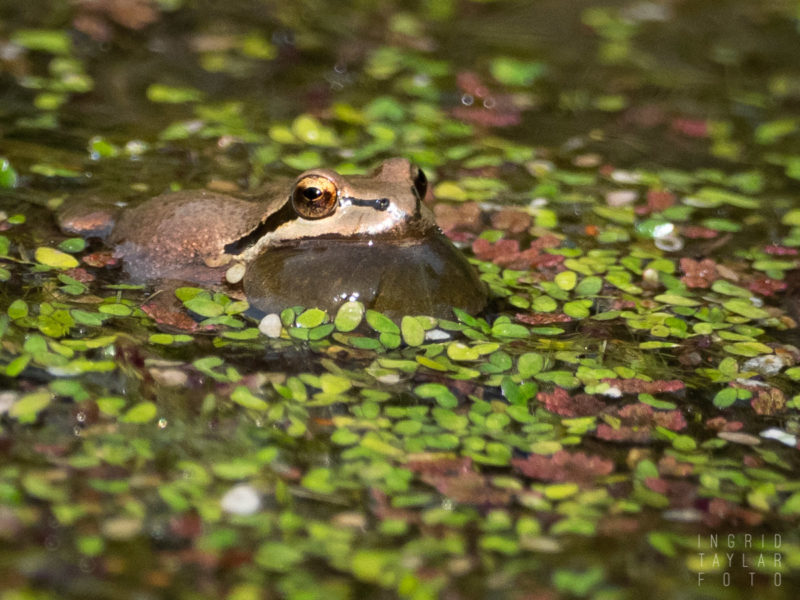 Pacific Chorus Frogs – Ingrid Taylar Foto