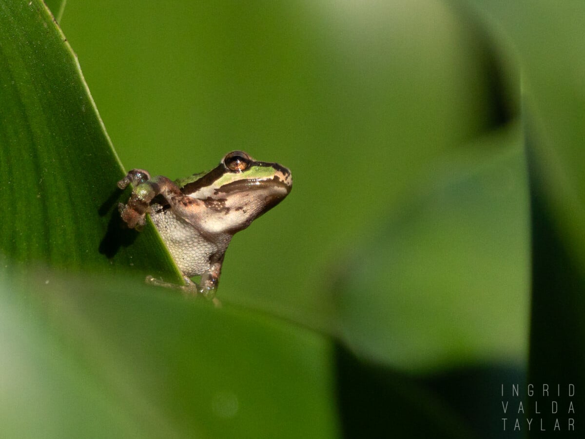Pacific Chorus Frogs – Ingrid Taylar Foto