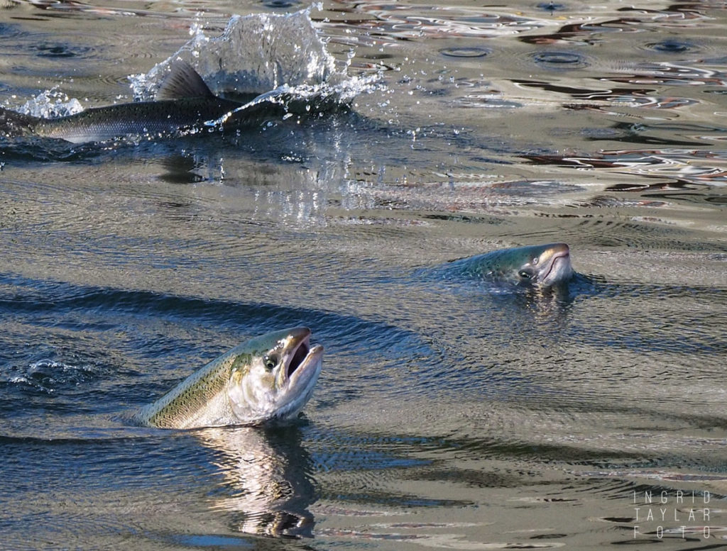 Revisiting the Endangered Salmon Cycle – Ingrid Taylar Foto