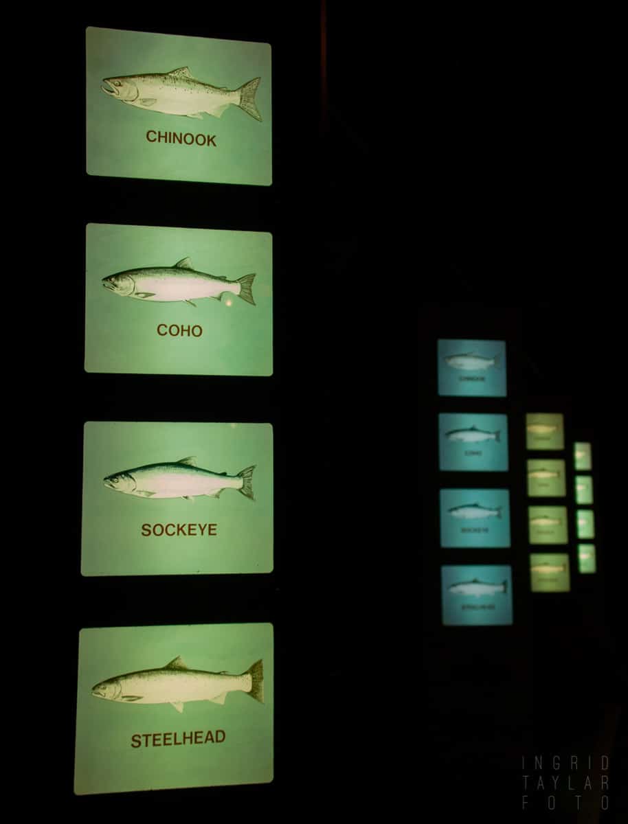 Revisiting the Endangered Salmon Cycle – Ingrid Taylar Foto