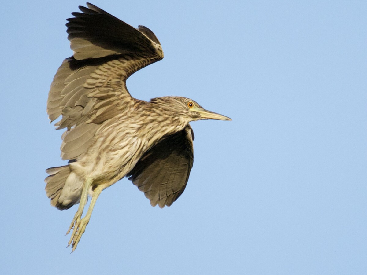 San Francisco Birds + Wildlife – Ingrid Taylar Foto