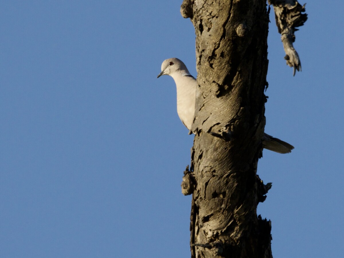 Mourning Doves – Ingrid Taylar Foto