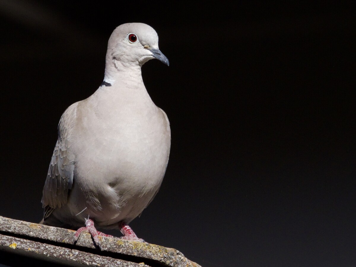 Mourning Doves – Ingrid Taylar Foto