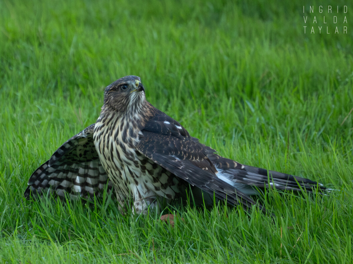 Cooper’s + Sharp-Shinned Hawks – Ingrid Taylar Foto