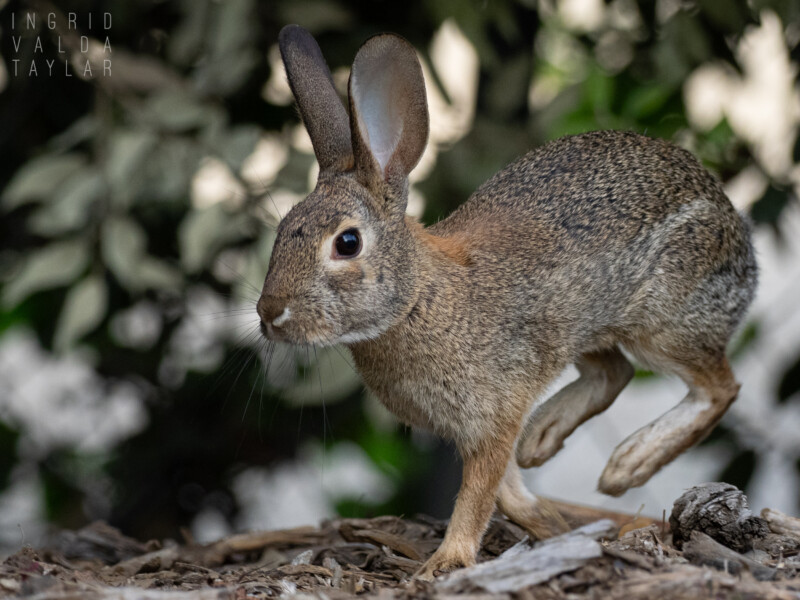 Mammals (Other Species) – Ingrid Taylar Foto