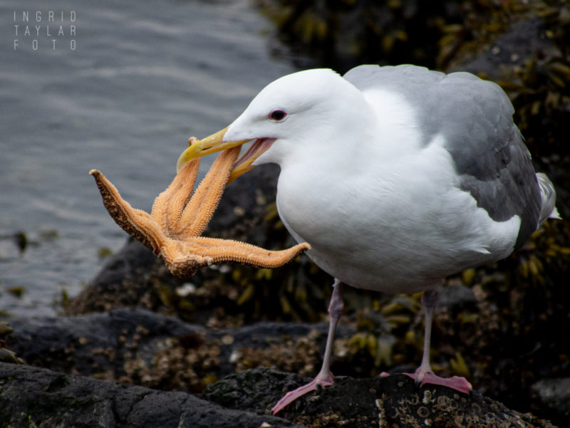 Seattle Birds + Wildlife – Ingrid Taylar Foto