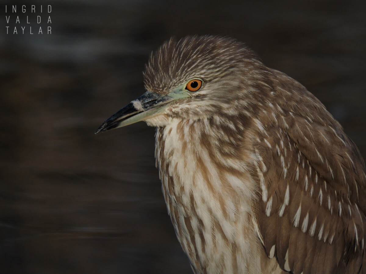 Black-Crowned Night Herons – Ingrid Taylar Foto